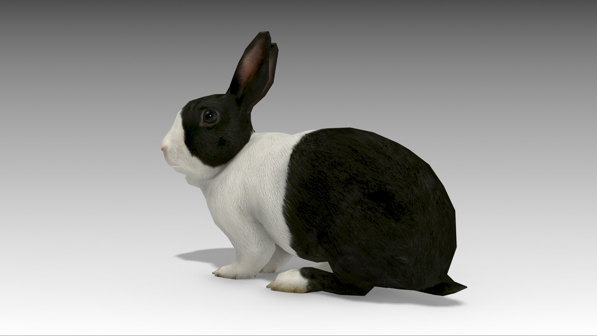 Rabbit 3D 모델 - TurboSquid 1949542