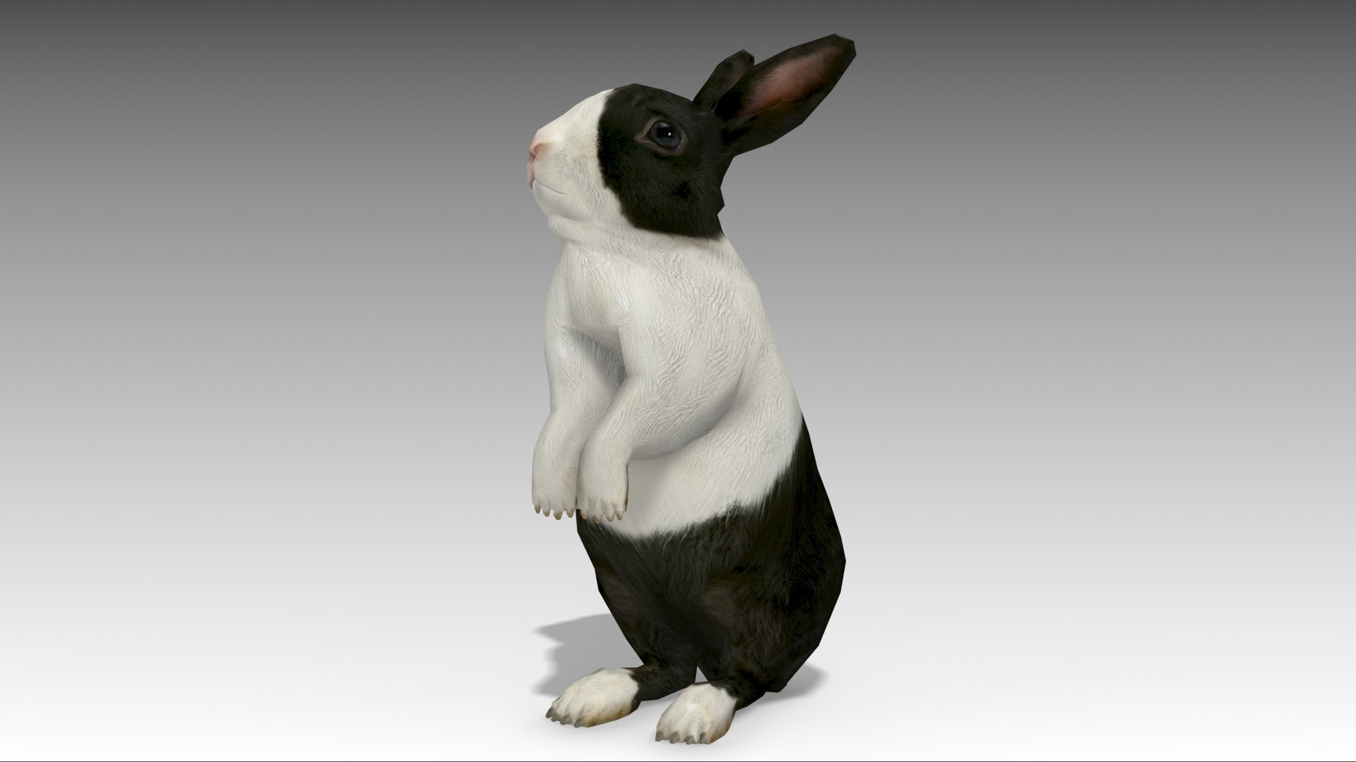 3D Rabbit model - TurboSquid 1949542