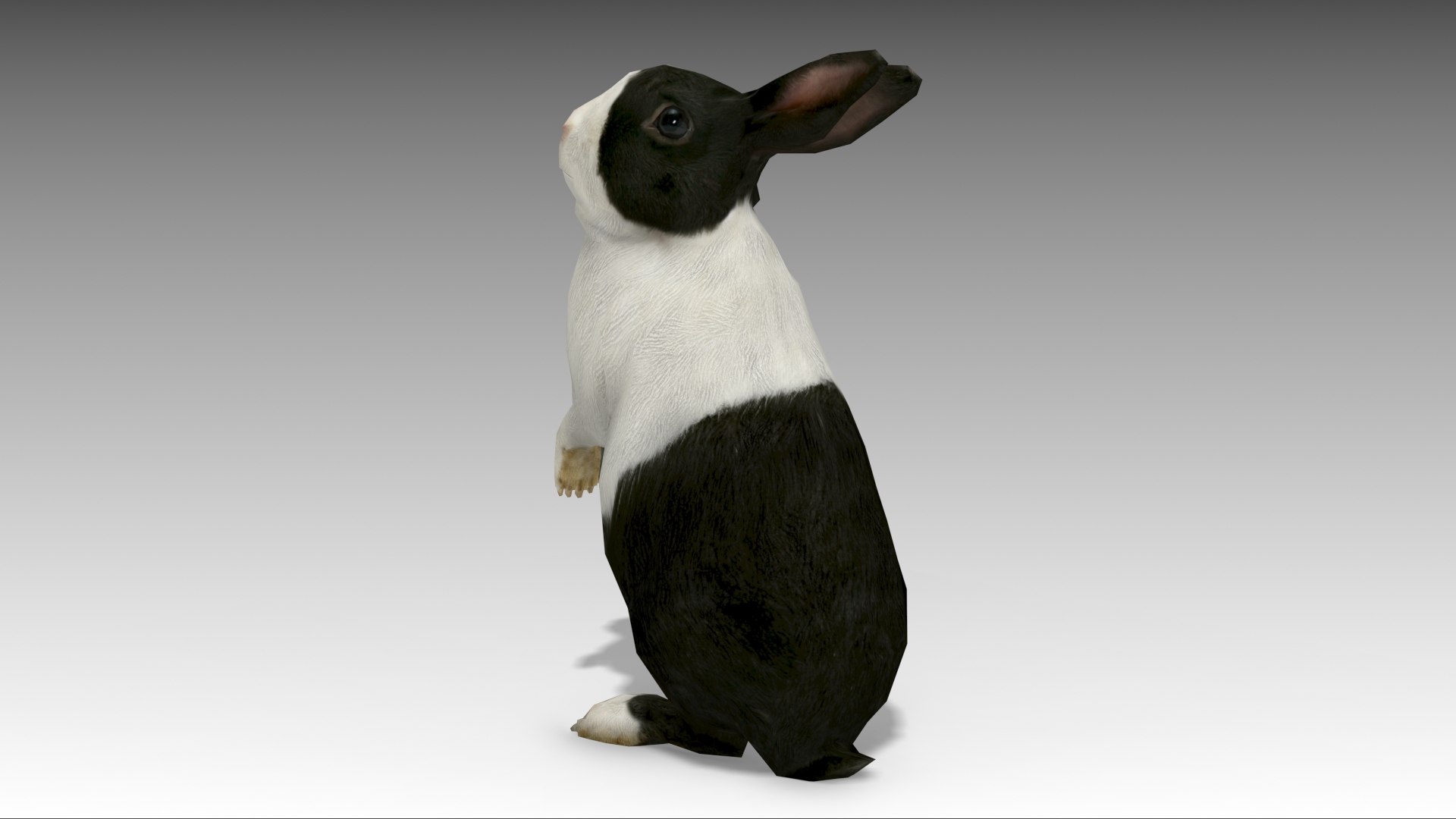 3D Rabbit model - TurboSquid 1949542