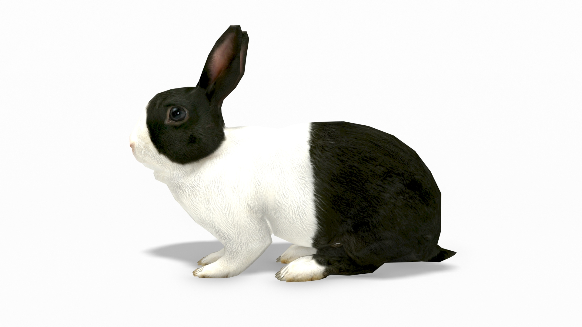3D Rabbit model - TurboSquid 1949542