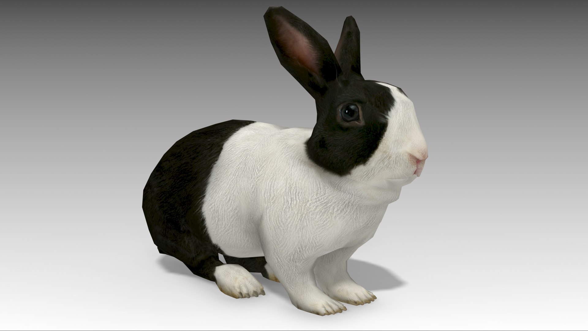 3D Rabbit model - TurboSquid 1949542
