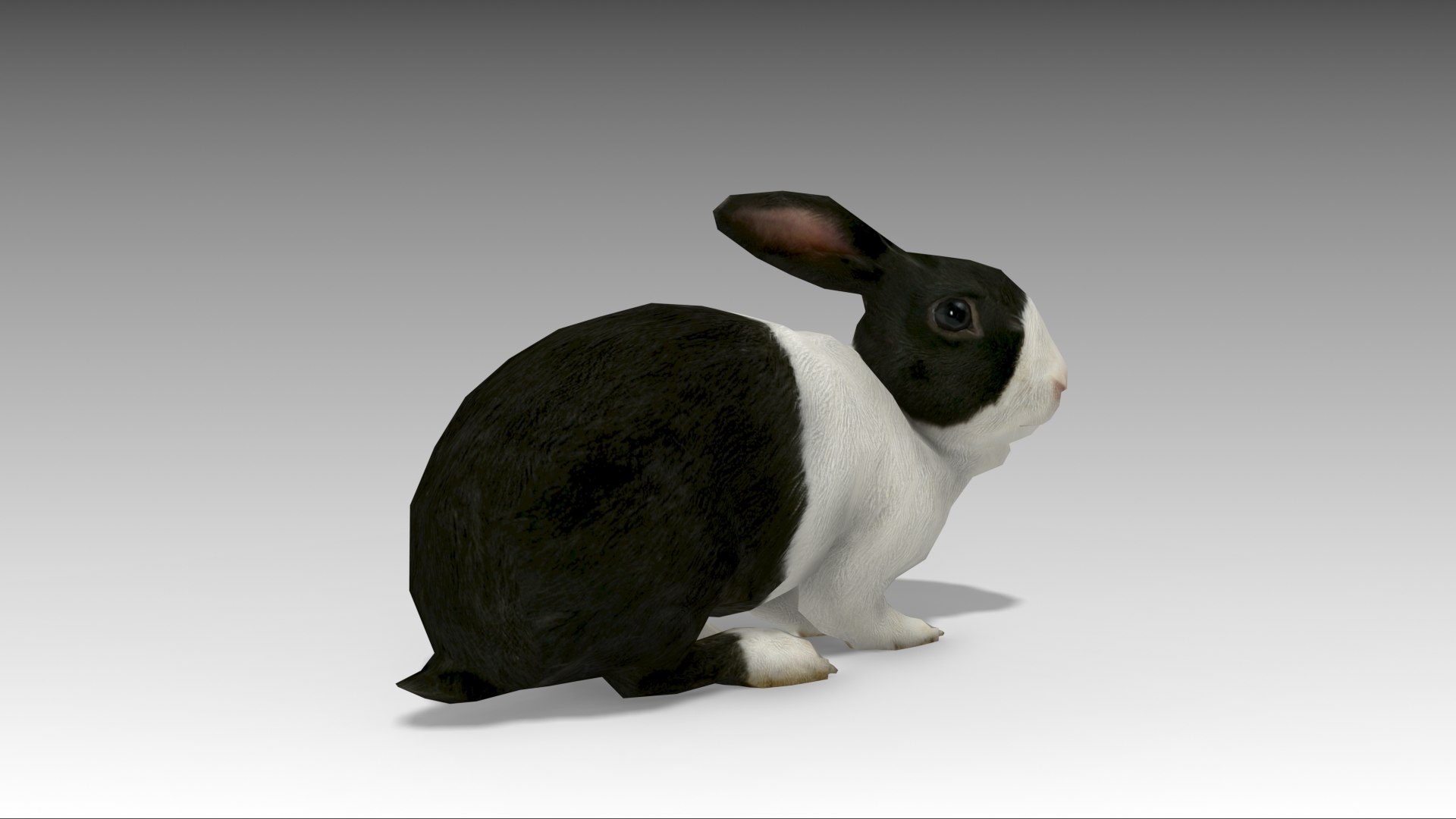 3D Rabbit model - TurboSquid 1949542
