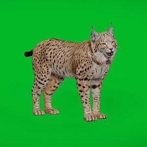 Lynx 3D Real-Time Models For Download | TurboSquid
