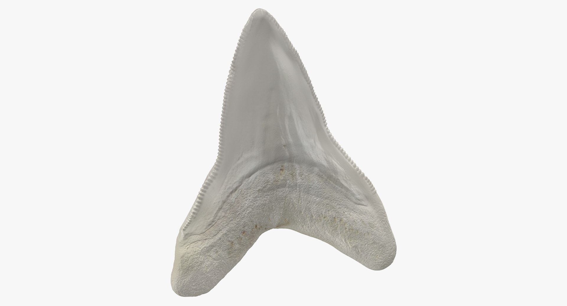 3D Great White Shark Tooth Model - TurboSquid 1416225