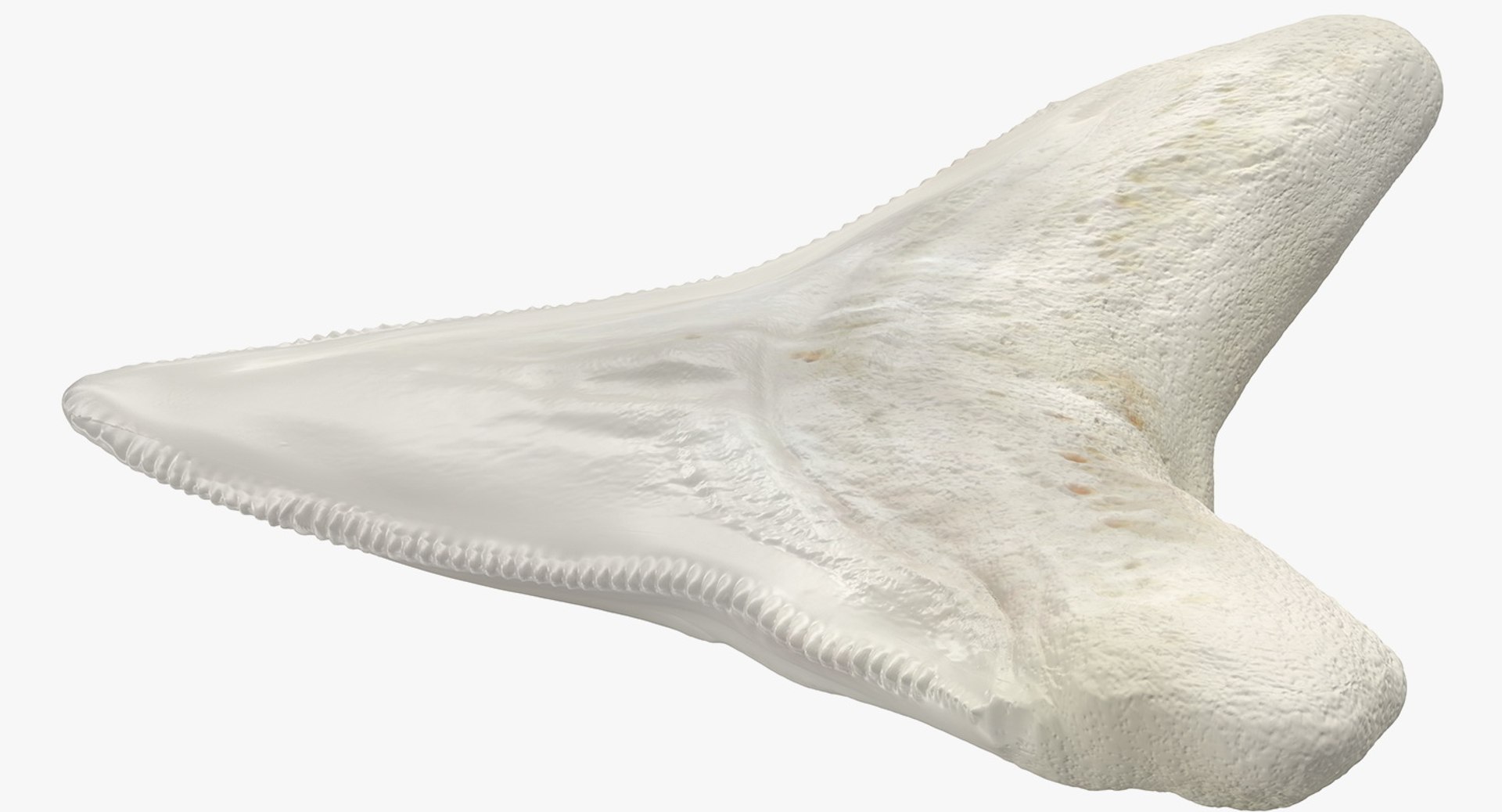 3D Great White Shark Tooth Model - TurboSquid 1416225