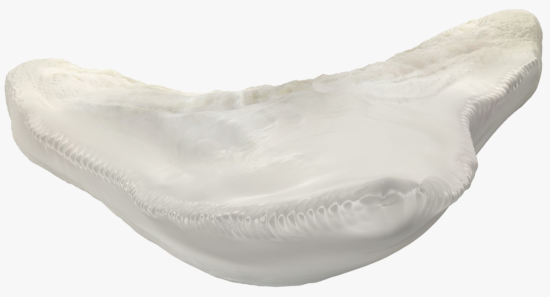 3D Great White Shark Tooth Model - TurboSquid 1416225
