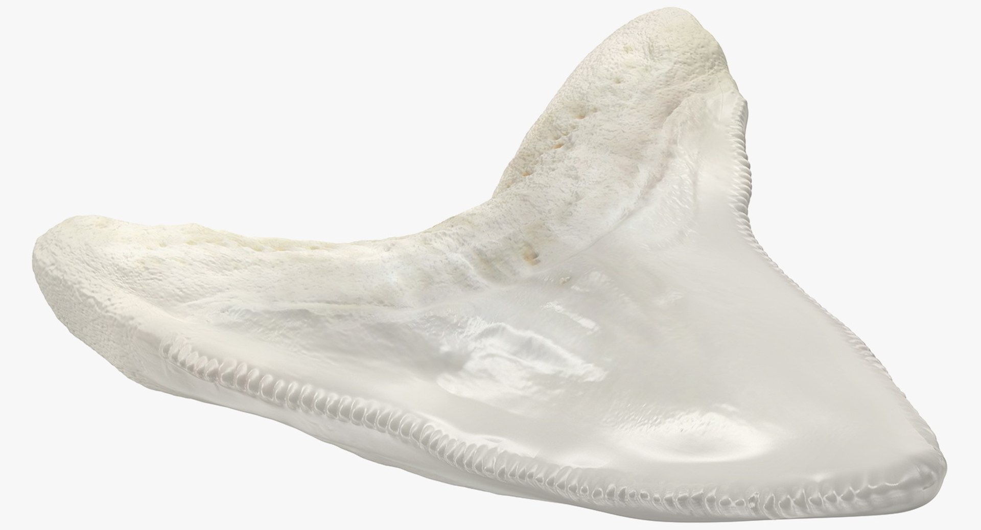 3D Great White Shark Tooth Model - TurboSquid 1416225
