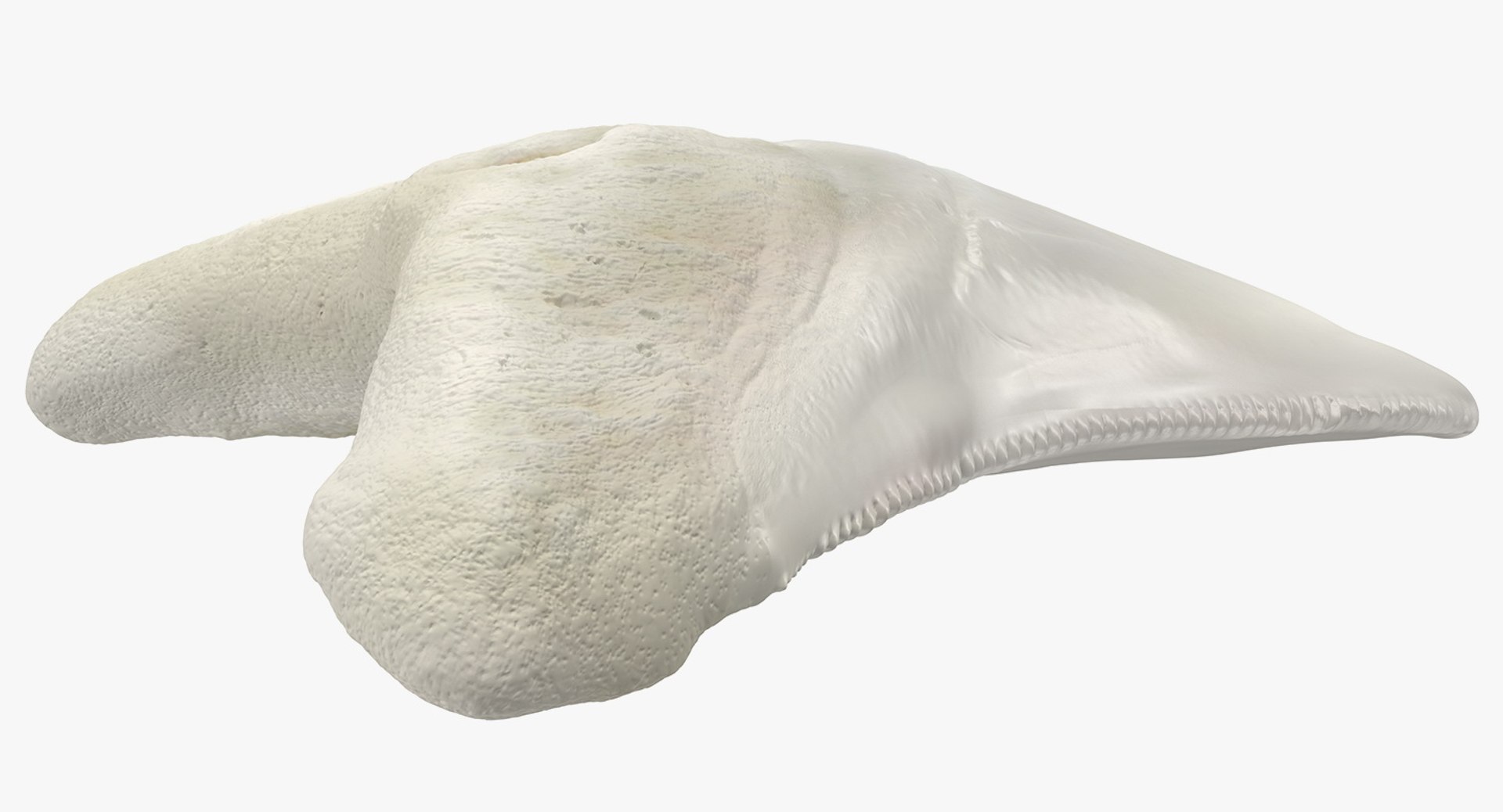 3D Great White Shark Tooth Model - TurboSquid 1416225