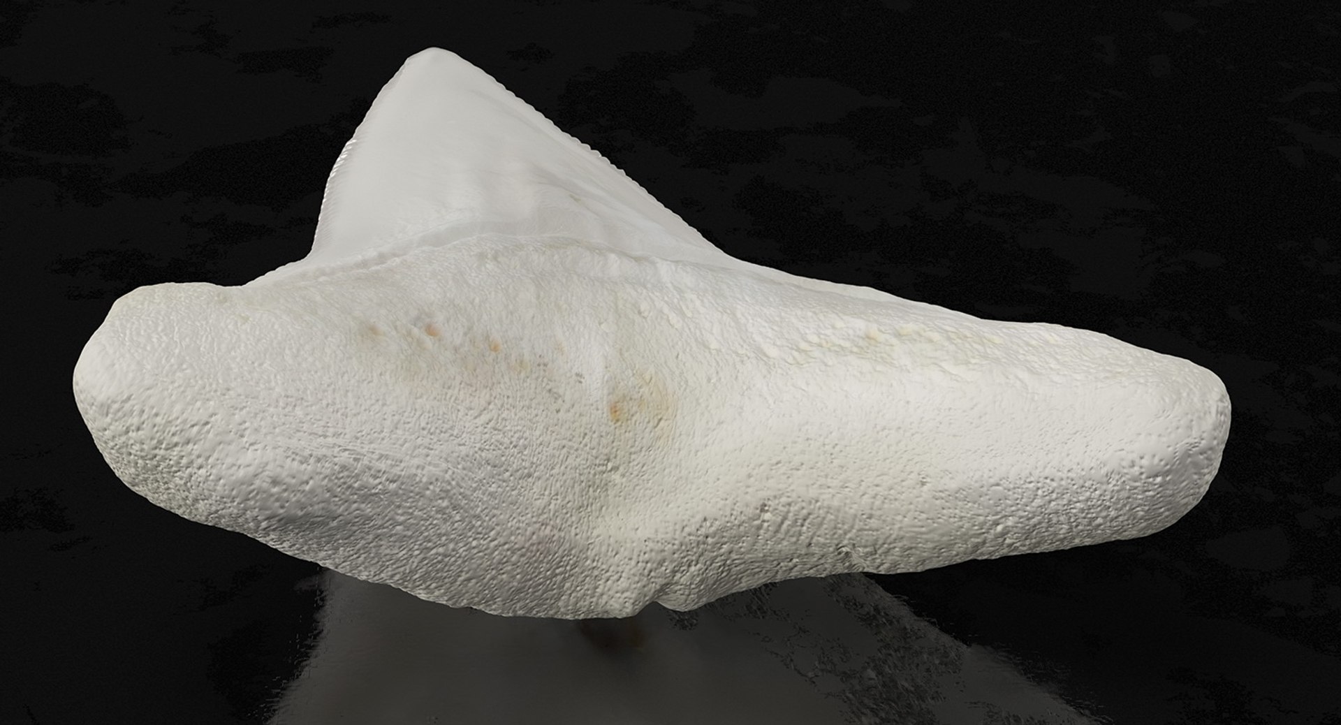 3D Great White Shark Tooth Model - TurboSquid 1416225