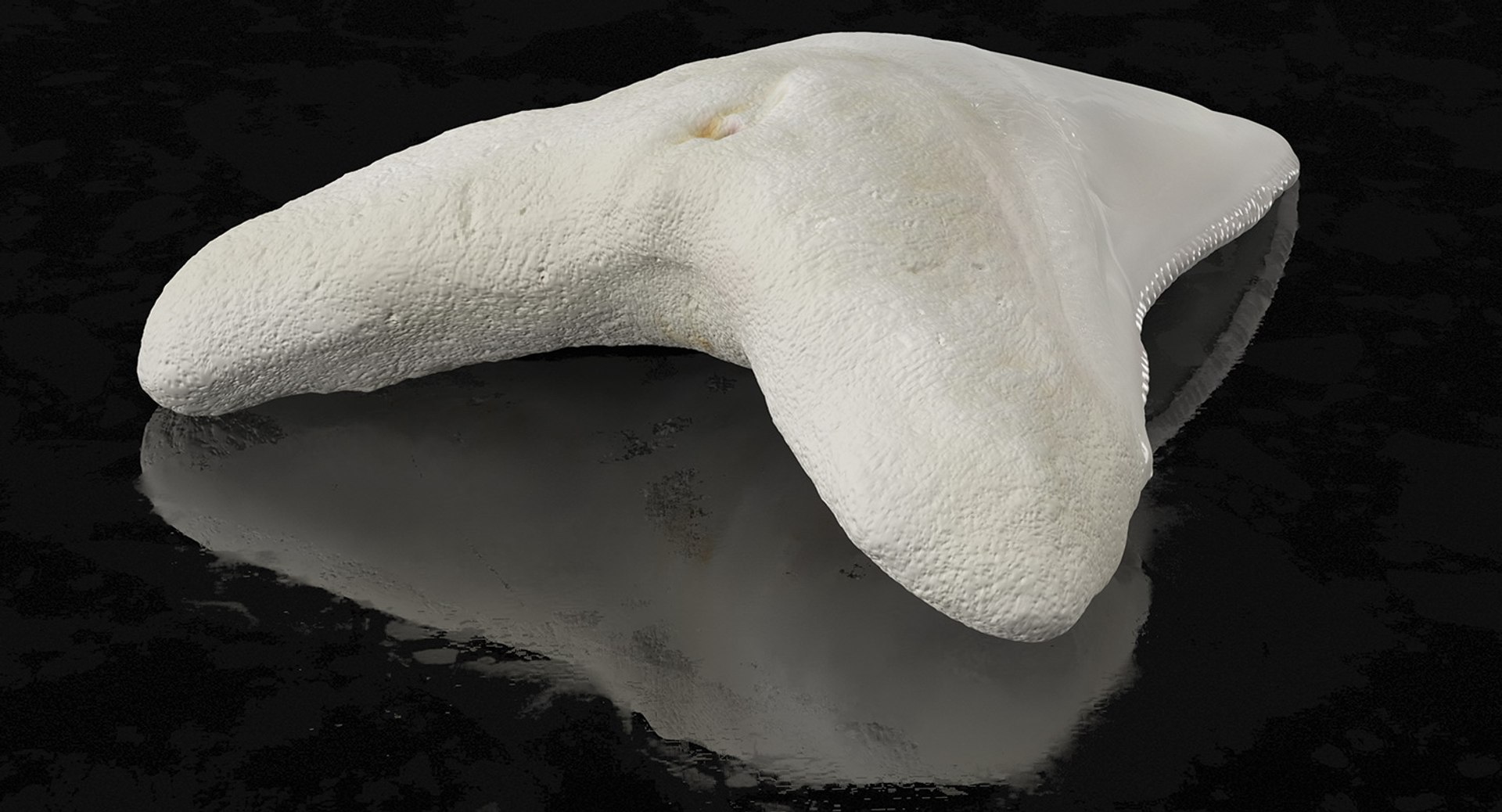 3D Great White Shark Tooth Model - TurboSquid 1416225