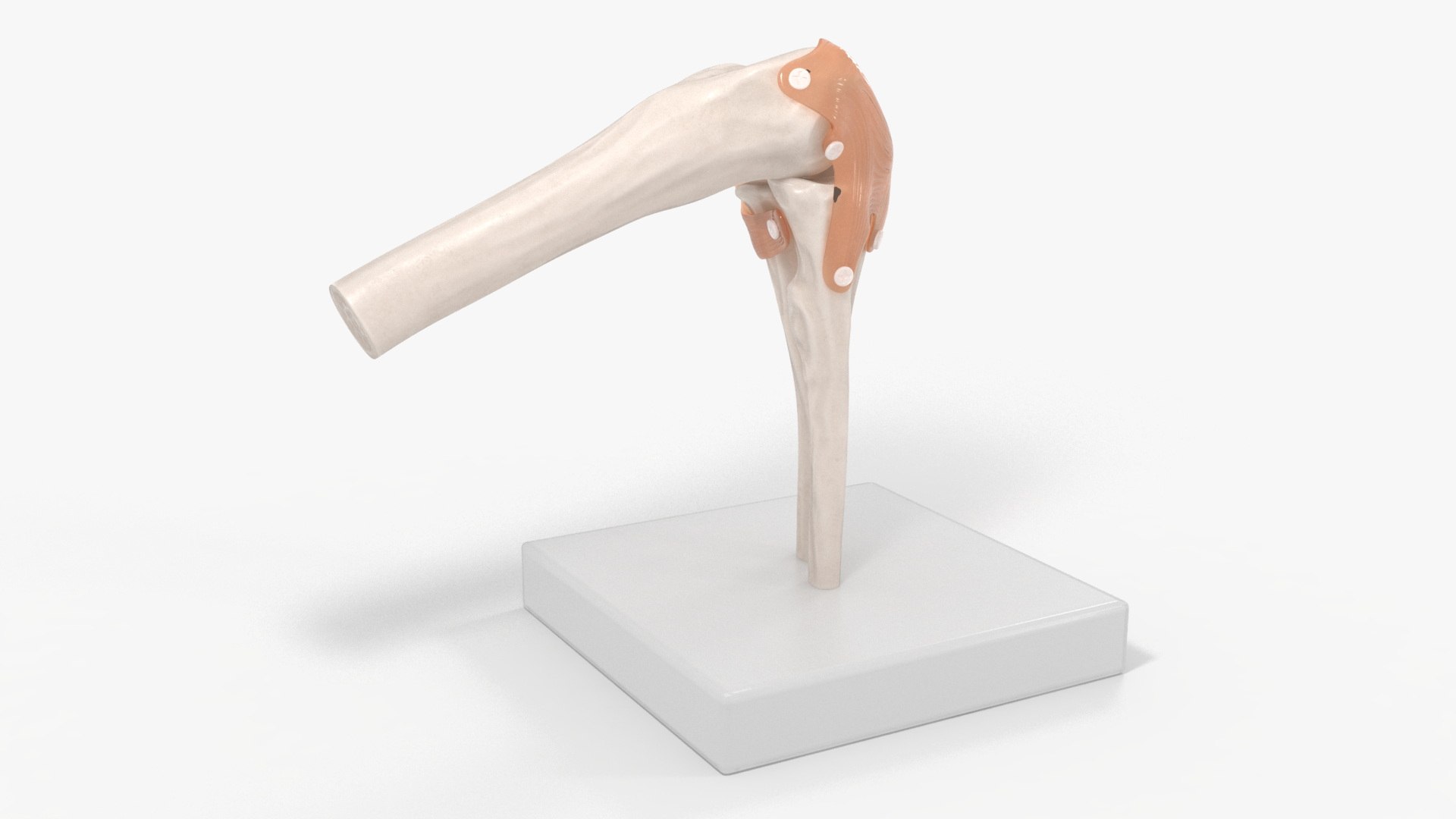 Elbow Joint Rigged For Cinema 4D 3D Model - TurboSquid 2297563