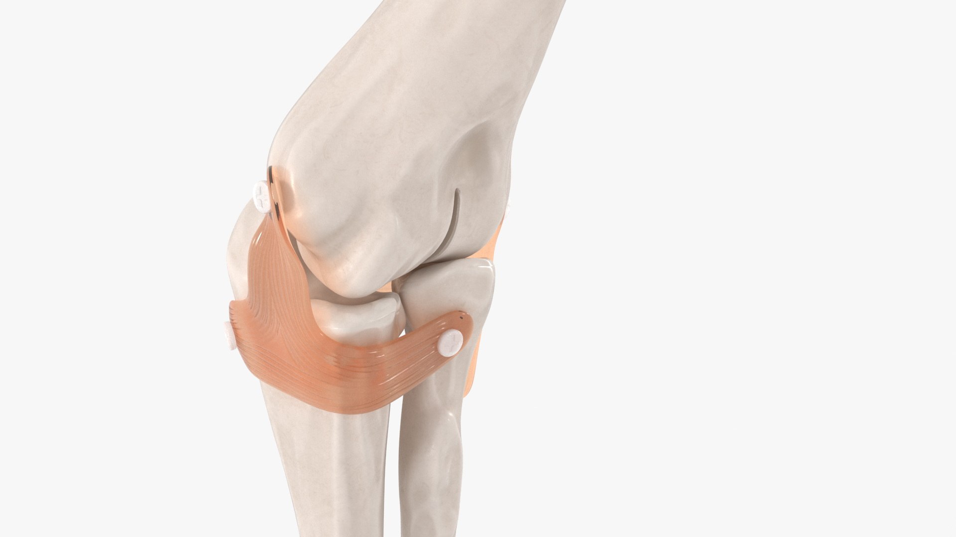 Elbow Joint Rigged For Cinema 4D 3D Model - TurboSquid 2297563