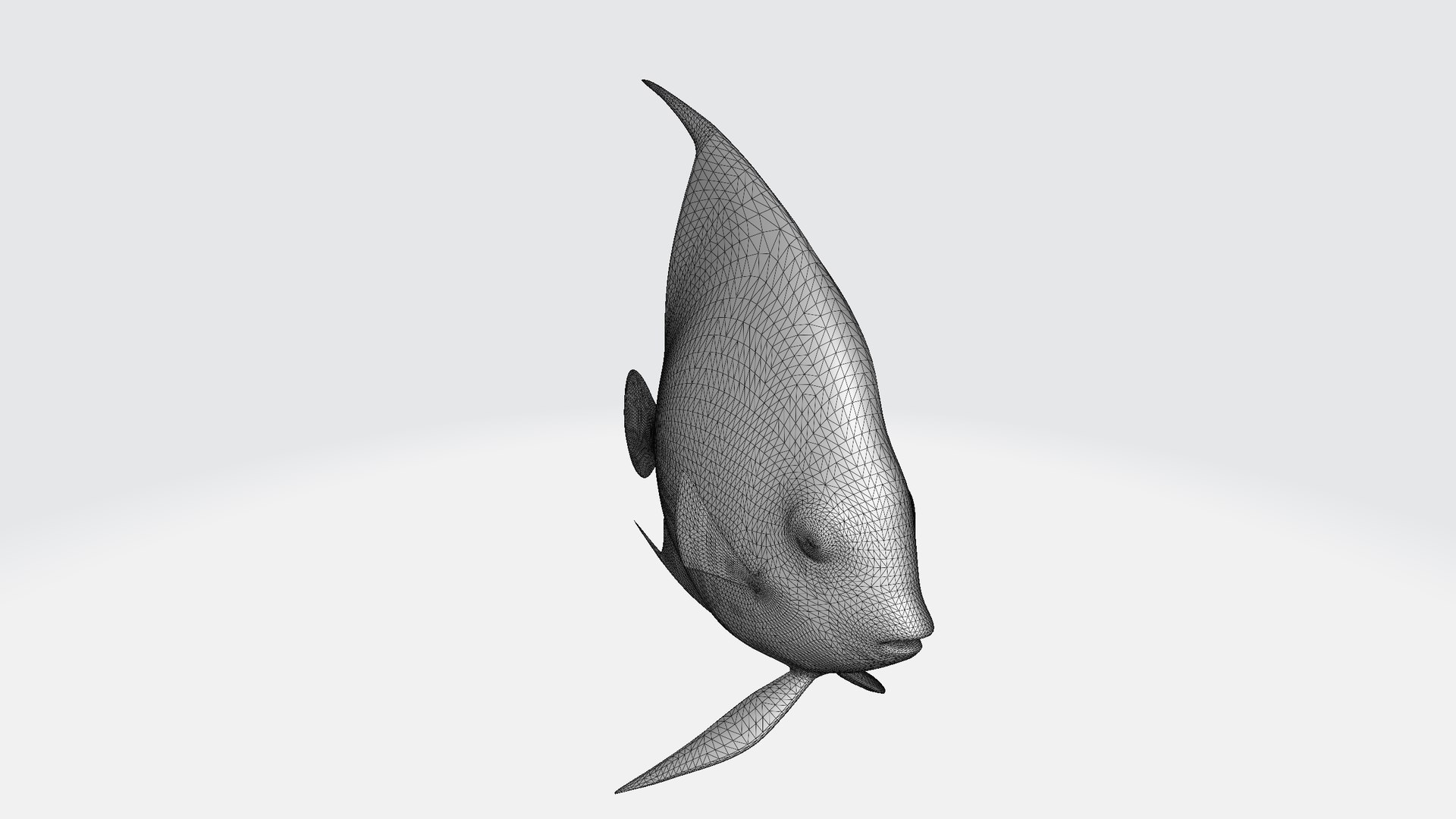 3D Angelfish - TurboSquid 2304377