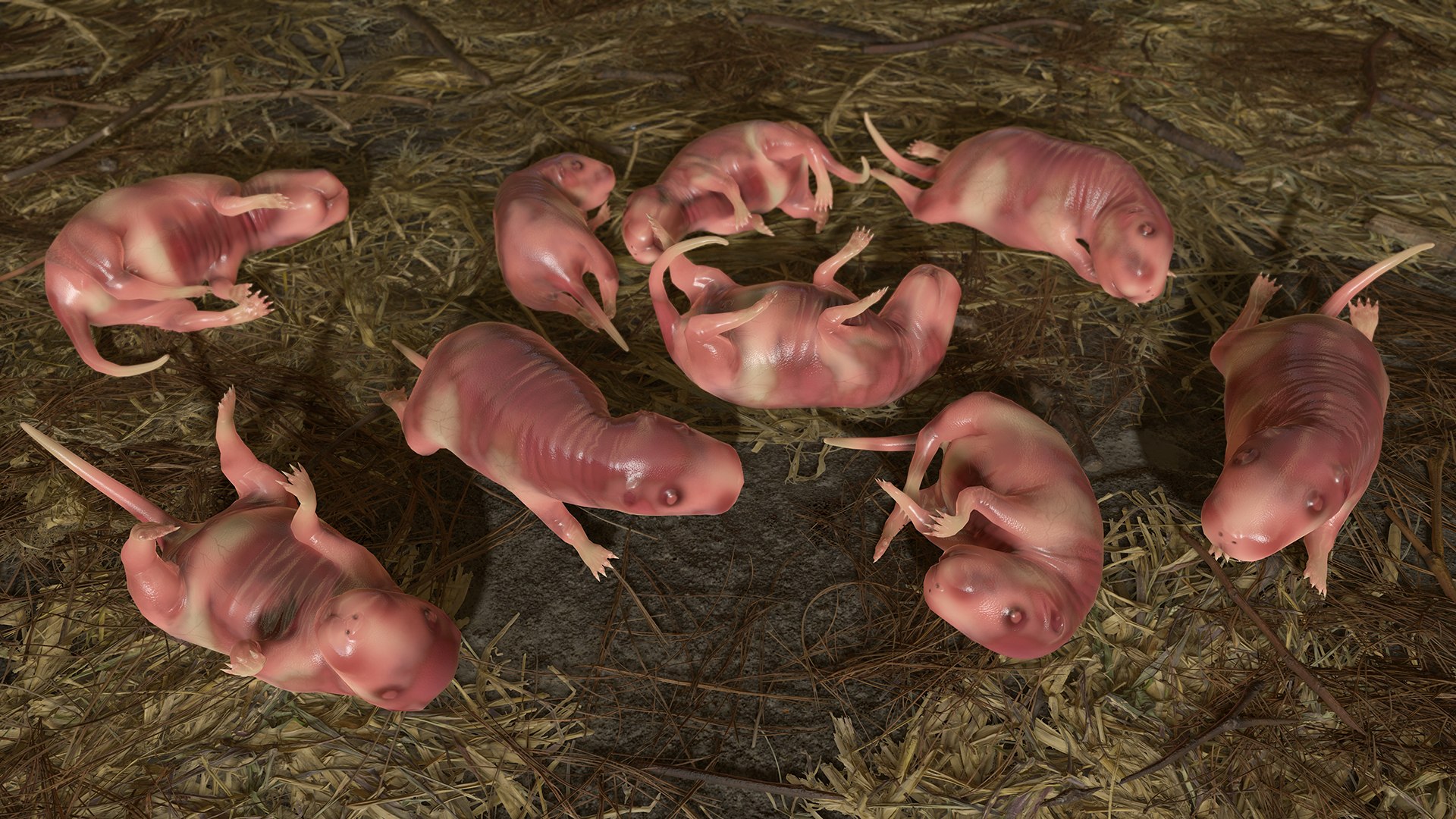 Little Rat Model - TurboSquid 1391599