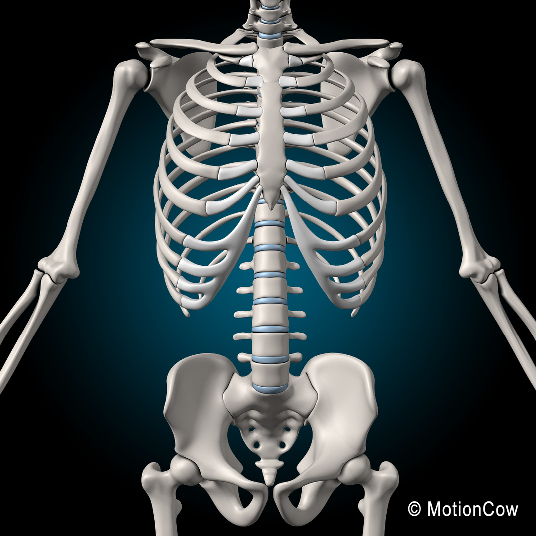 human skeletal rigged skeleton 3d c4d