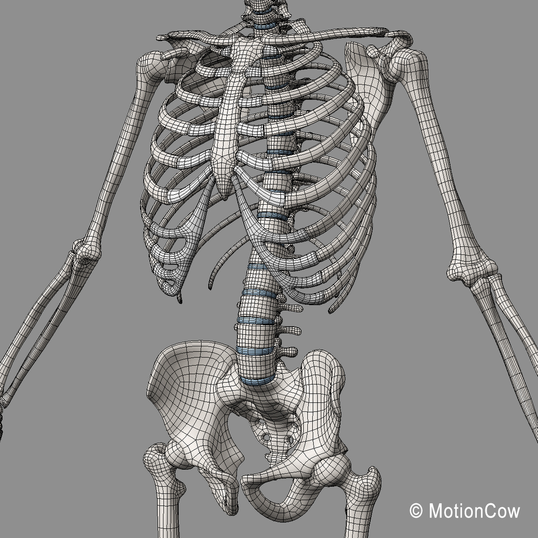 human skeletal rigged skeleton 3d c4d