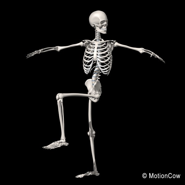 human skeletal rigged skeleton 3d c4d