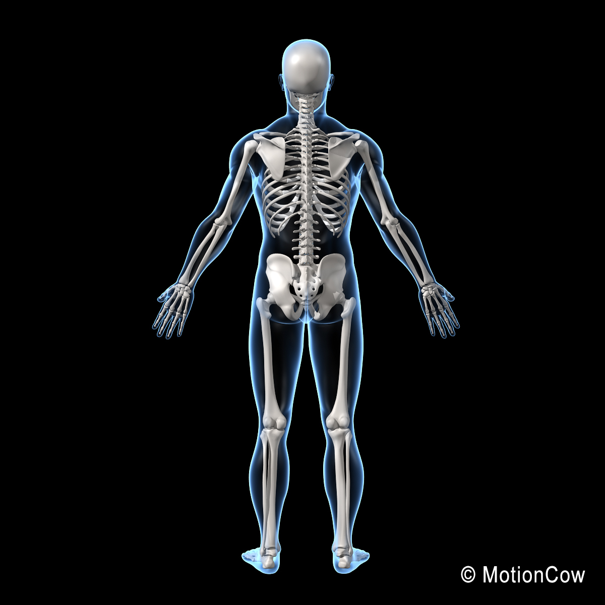 human skeletal rigged skeleton 3d c4d