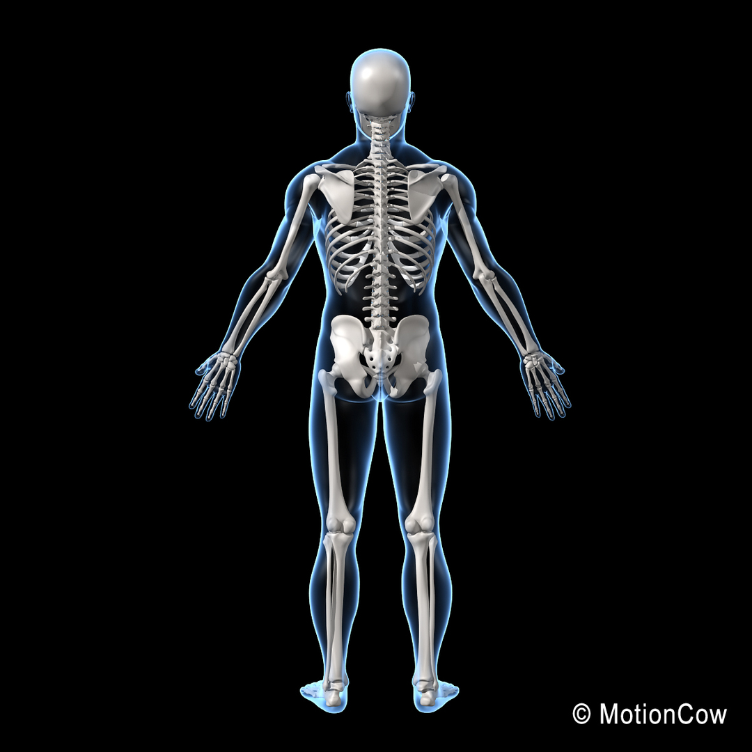 human skeletal rigged skeleton 3d c4d