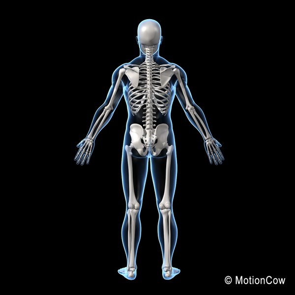 human skeletal rigged skeleton 3d c4d