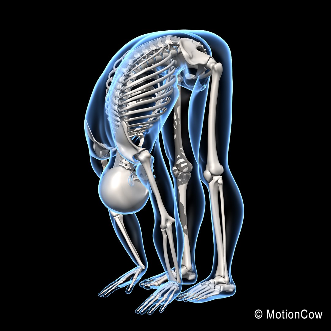 human skeletal rigged skeleton 3d c4d