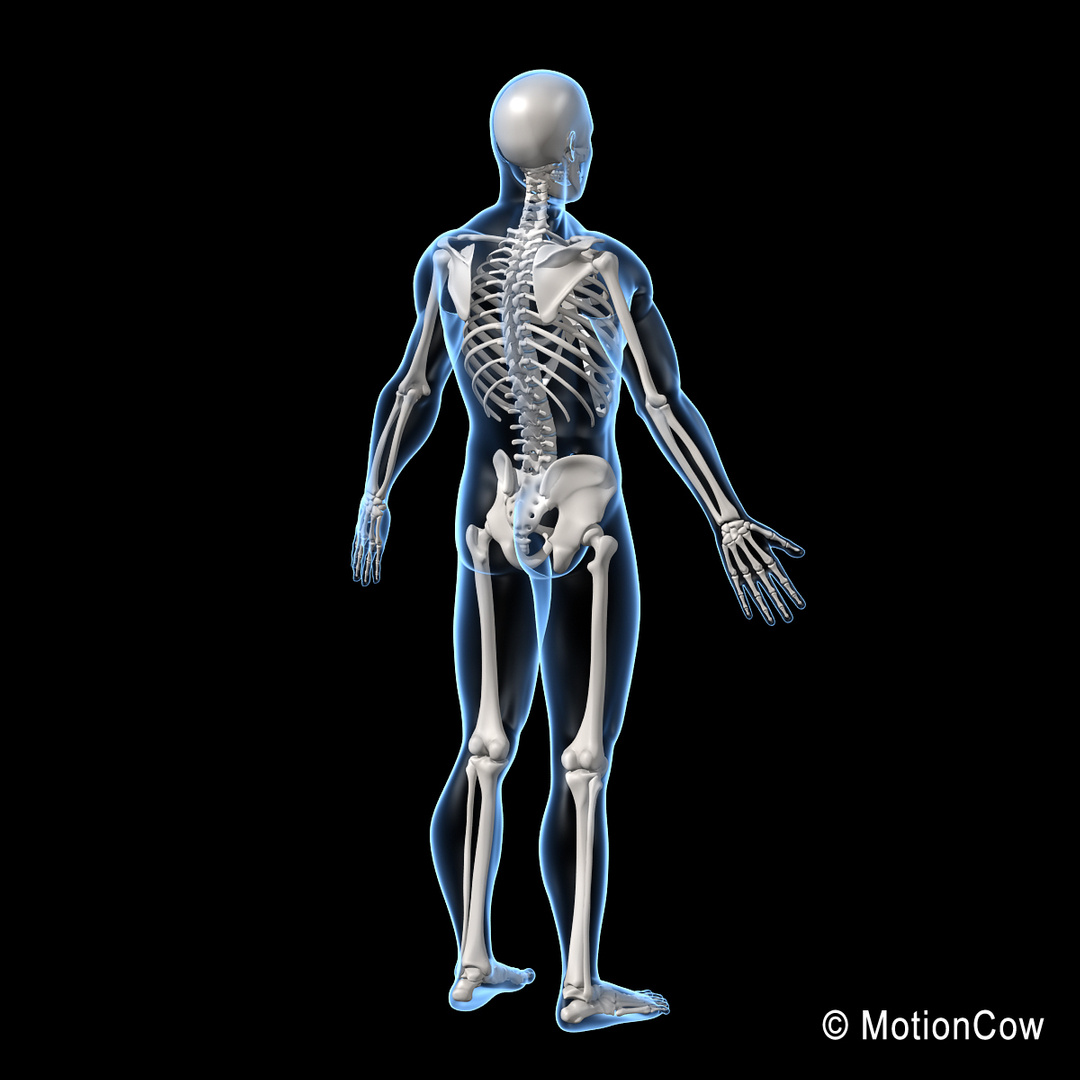 human skeletal rigged skeleton 3d c4d