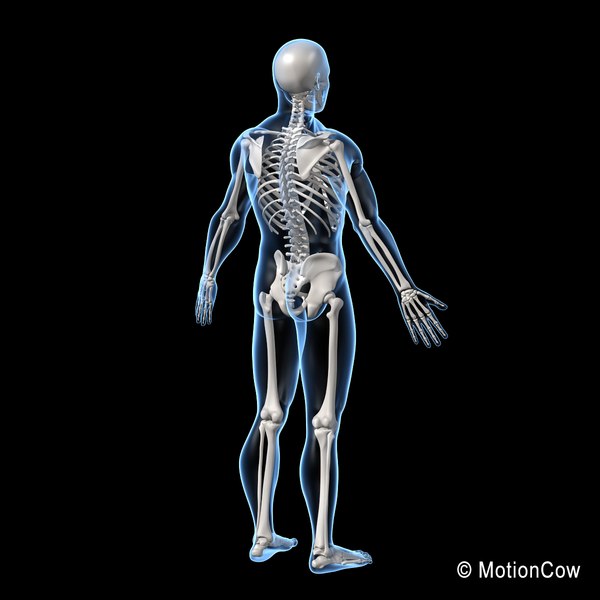 human skeletal rigged skeleton 3d c4d