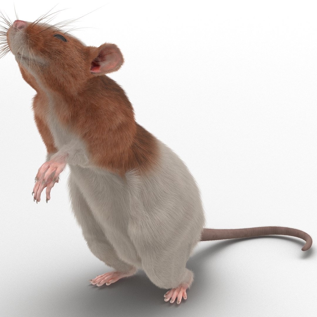 3d Model Rat 3 Pose 2