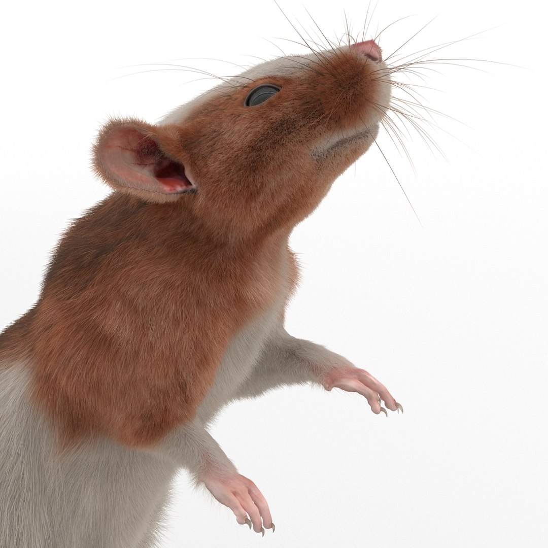 3d Model Rat 3 Pose 2