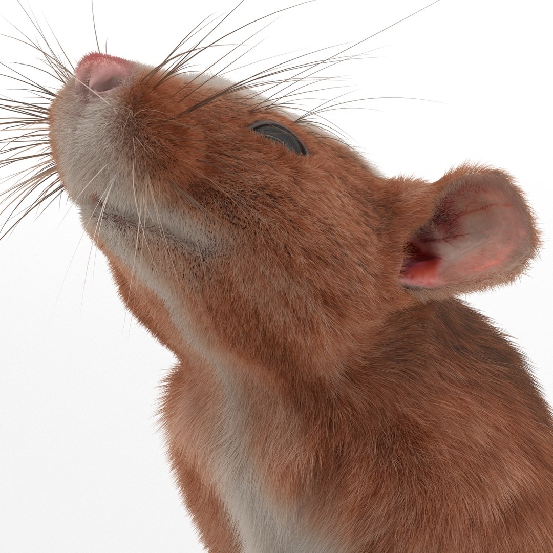 3d Model Rat 3 Pose 2
