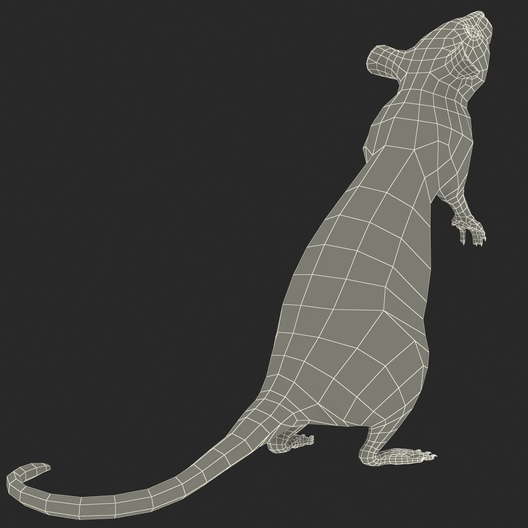 3d Model Rat 3 Pose 2