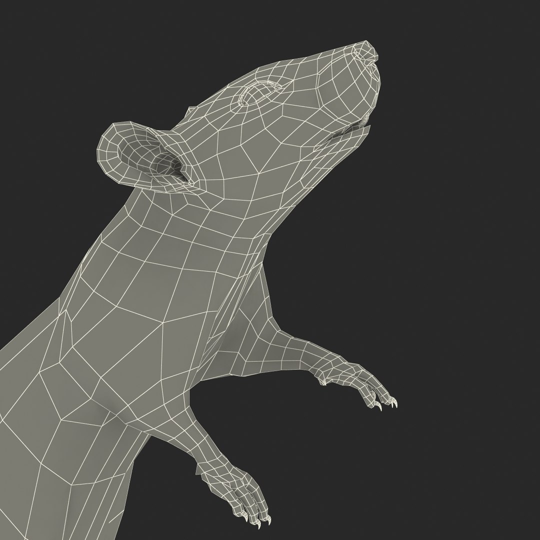 3d Model Rat 3 Pose 2