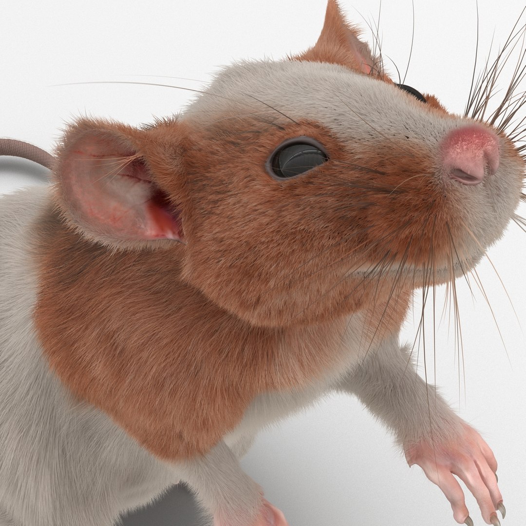 3d Model Rat 3 Pose 2