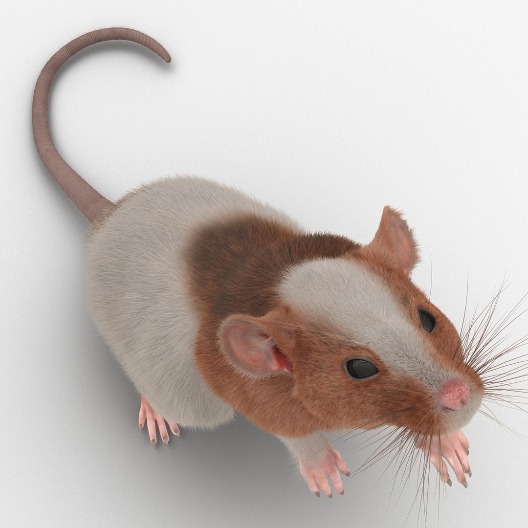 3d Model Rat 3 Pose 2