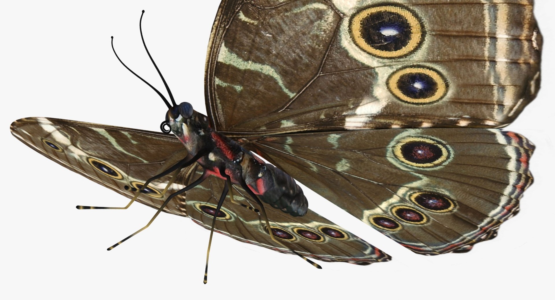 Realistic blue morpho butterfly model - TurboSquid 1311300
