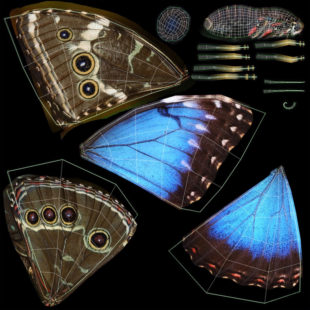 Realistic blue morpho butterfly model - TurboSquid 1311300