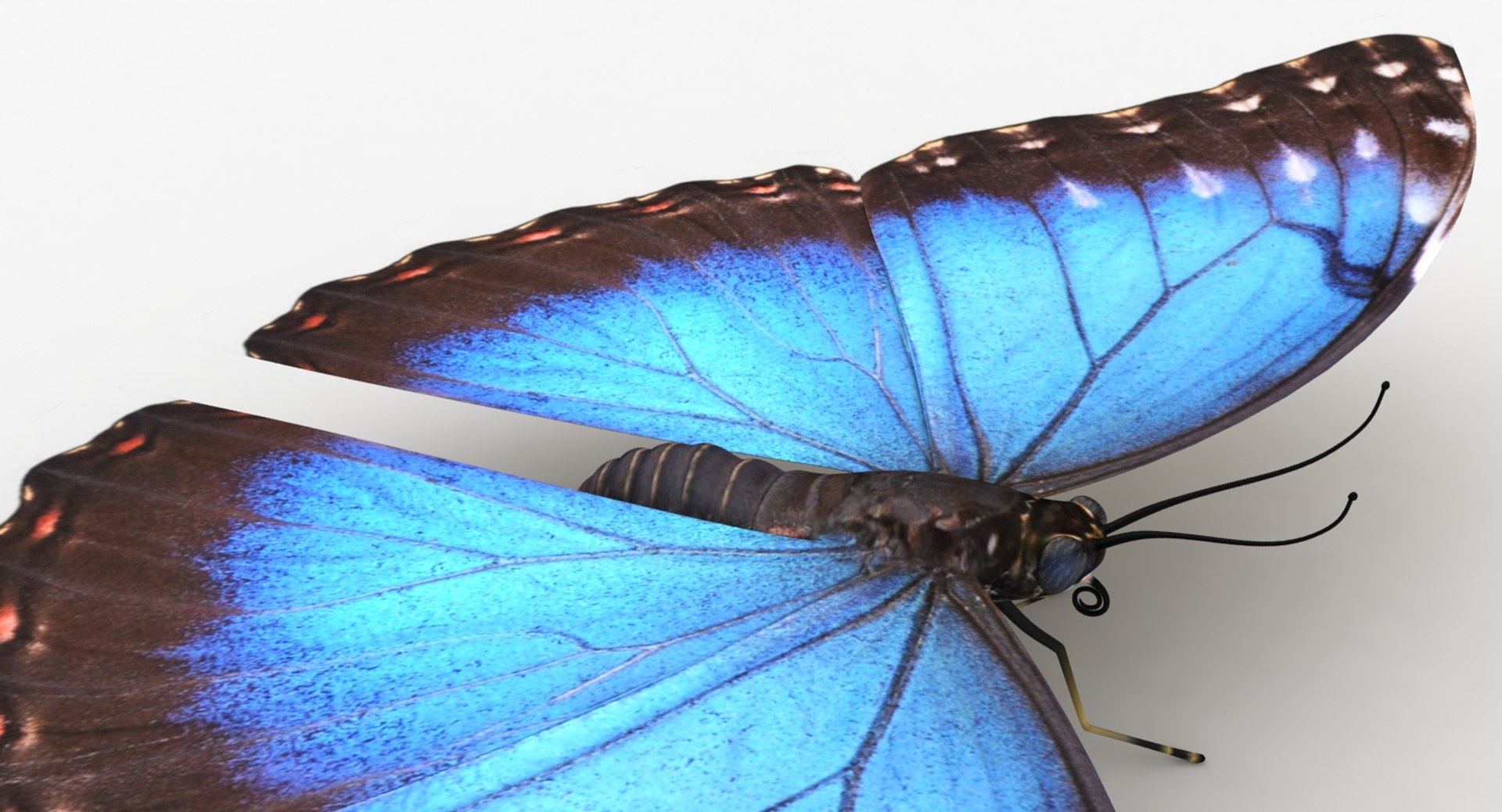 Realistic blue morpho butterfly model - TurboSquid 1311300