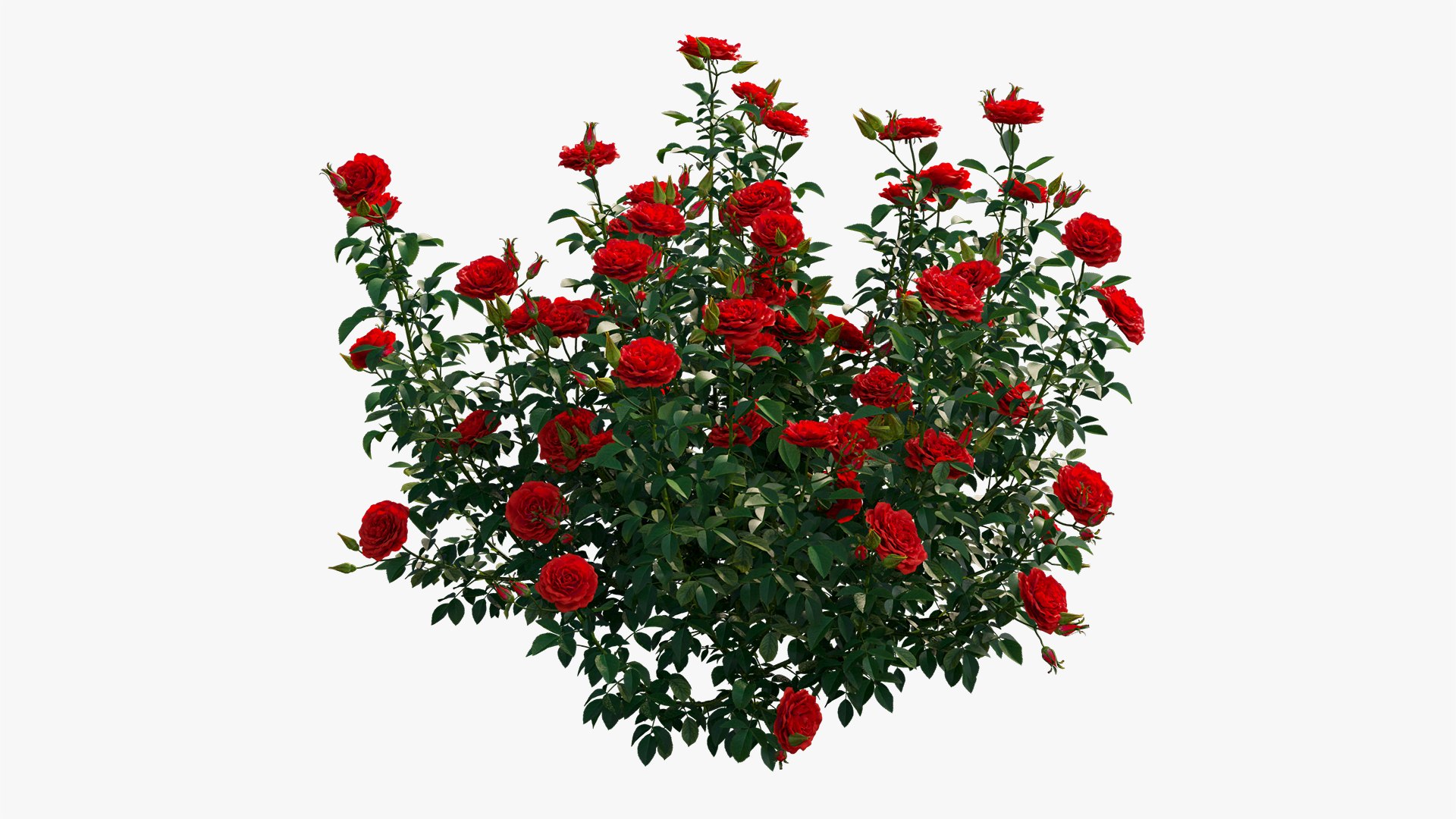 Rose Plant 3D - TurboSquid 1555983