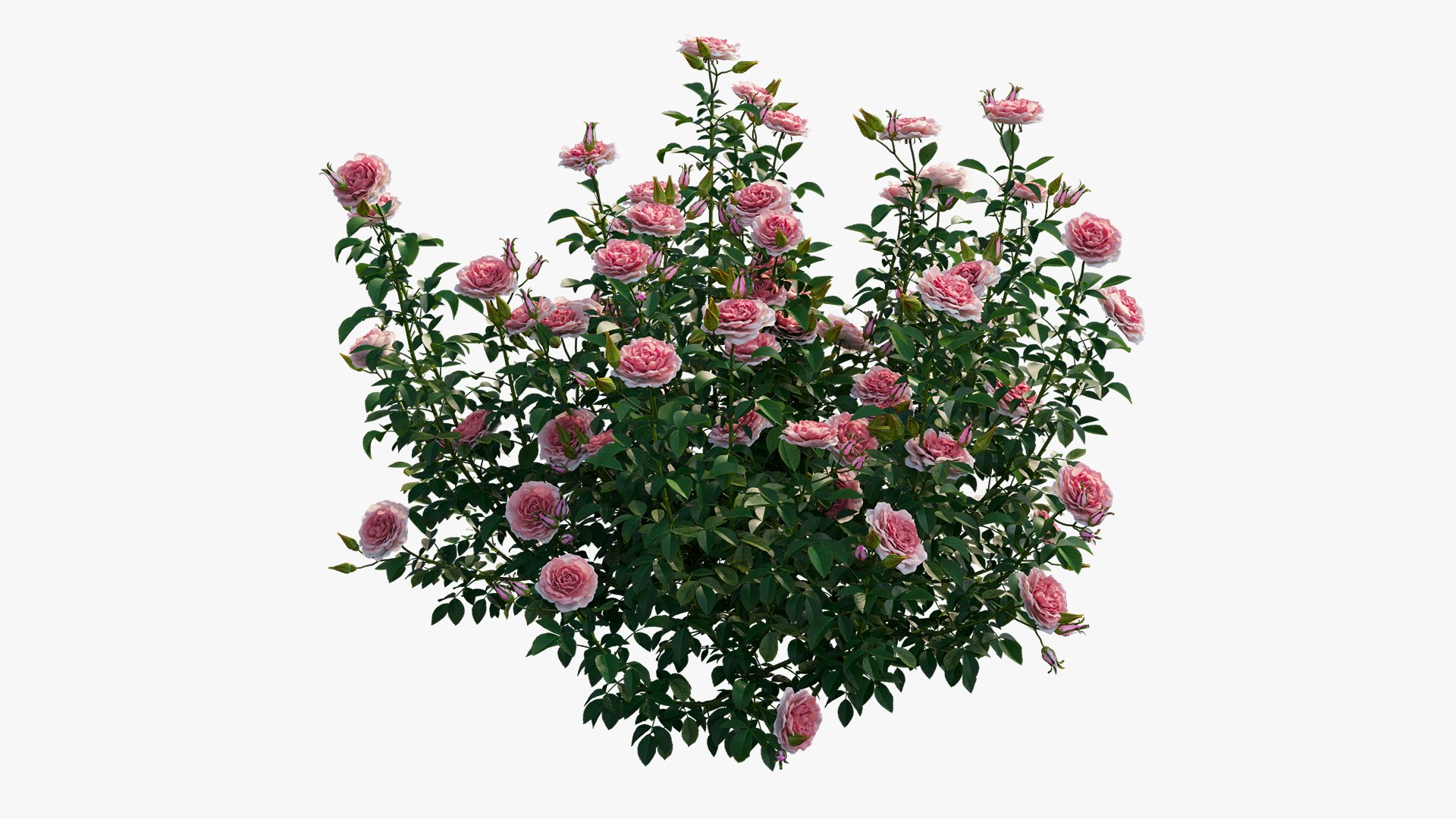 Rose Plant 3D - TurboSquid 1555983