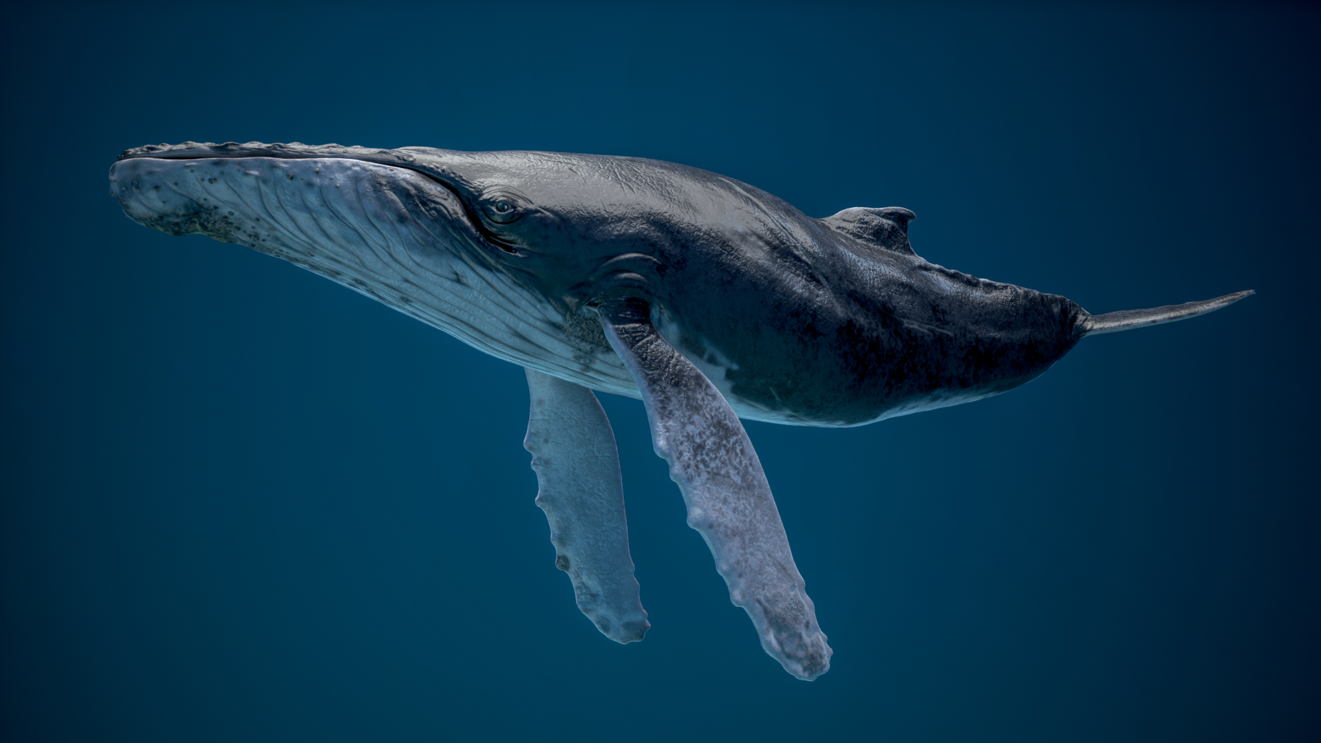 Humpback Whale Large Orca Rigged Animated 3D - TurboSquid 2329293