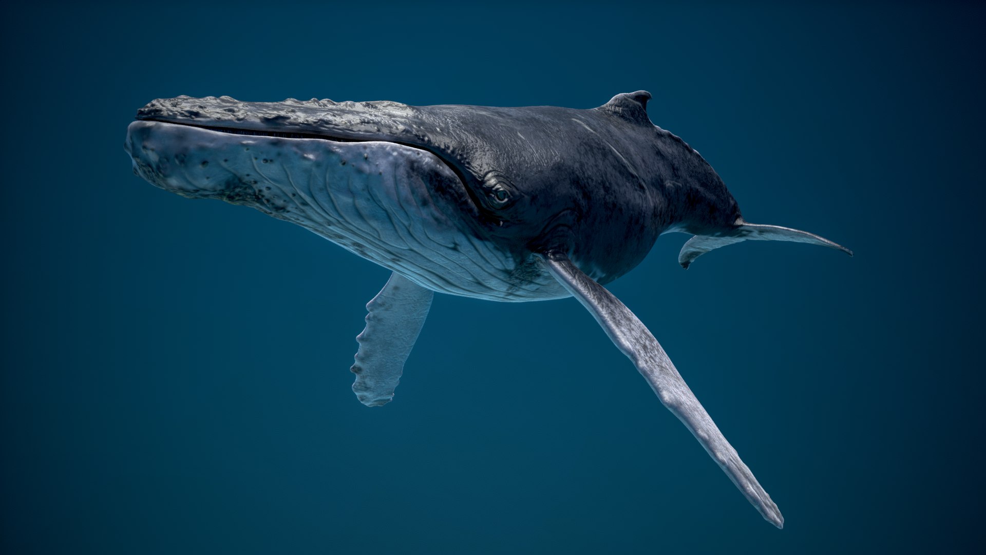 Humpback Whale Large Orca Rigged Animated 3D - TurboSquid 2329293