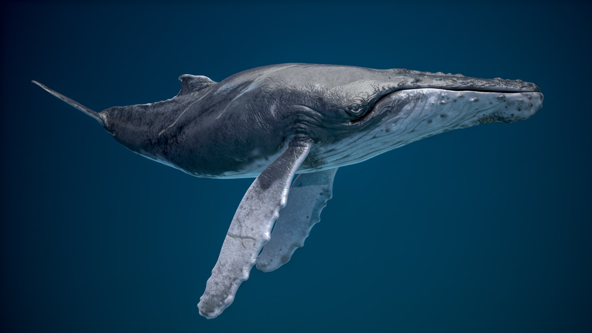 Humpback Whale Large Orca Rigged Animated 3D - TurboSquid 2329293