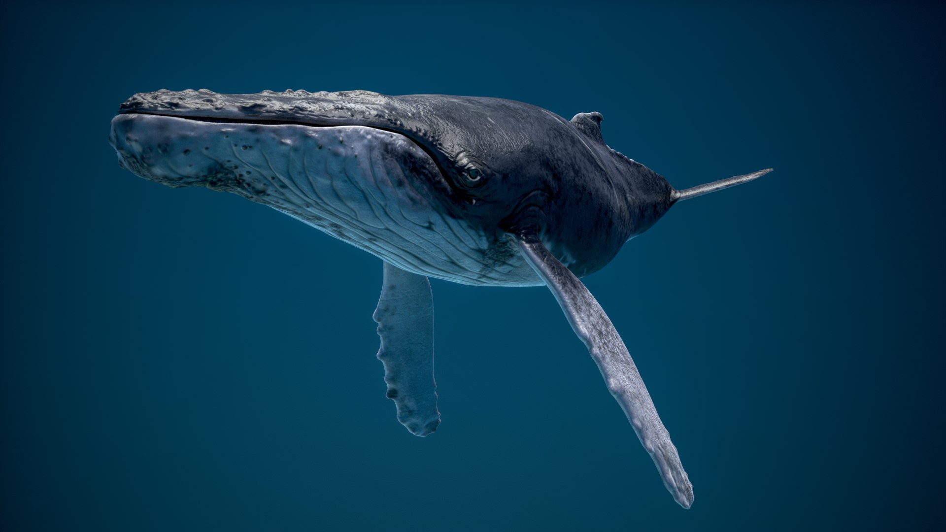 Humpback Whale Large Orca Rigged Animated 3D - TurboSquid 2329293