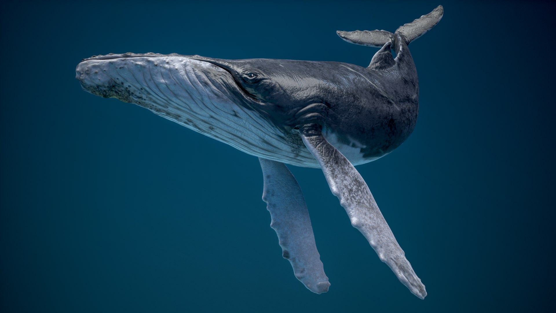 Humpback Whale Large Orca Rigged Animated 3D - TurboSquid 2329293