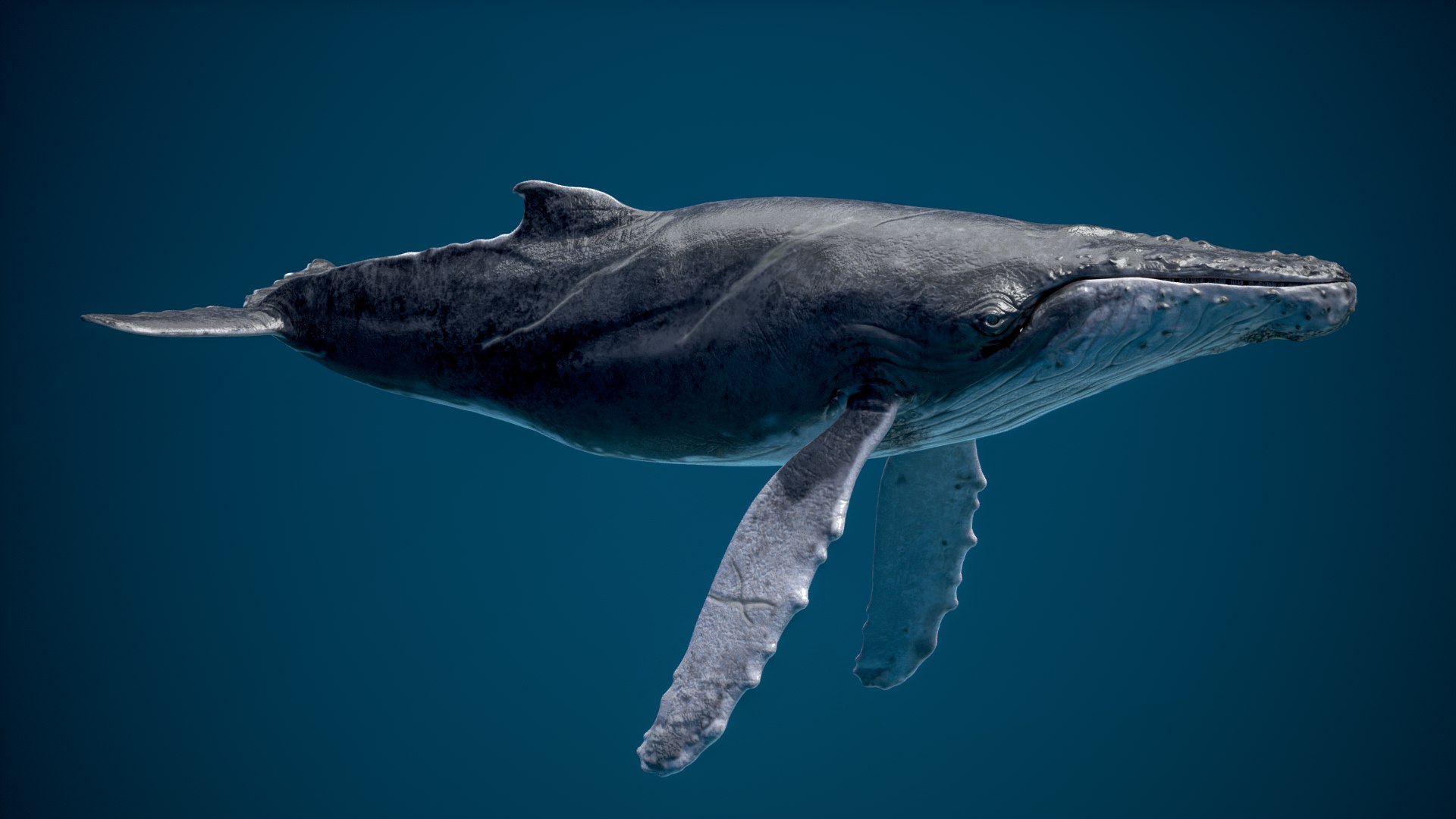 Humpback Whale Large Orca Rigged Animated 3D - TurboSquid 2329293