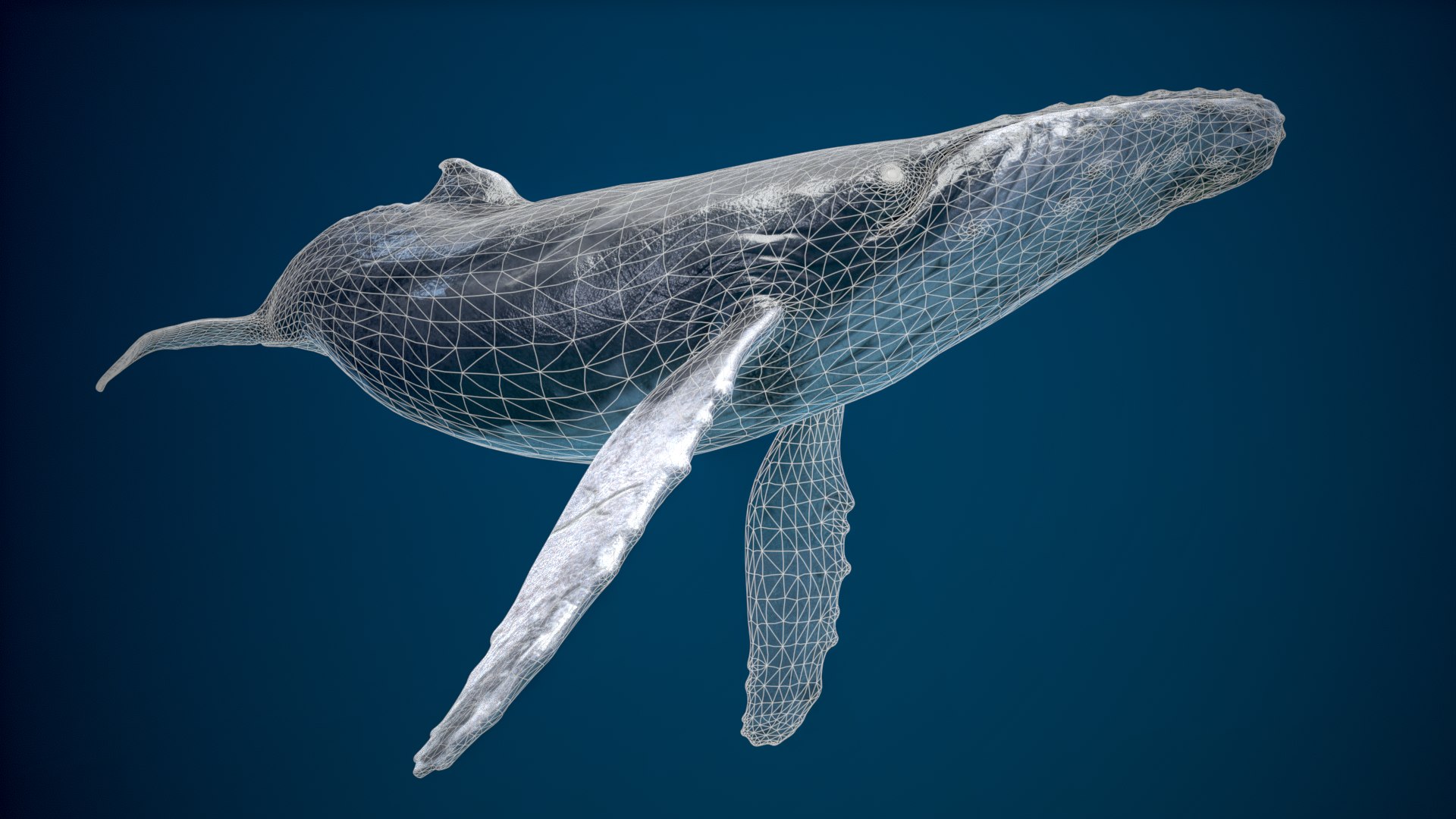 Humpback Whale Large Orca Rigged Animated 3D - TurboSquid 2329293