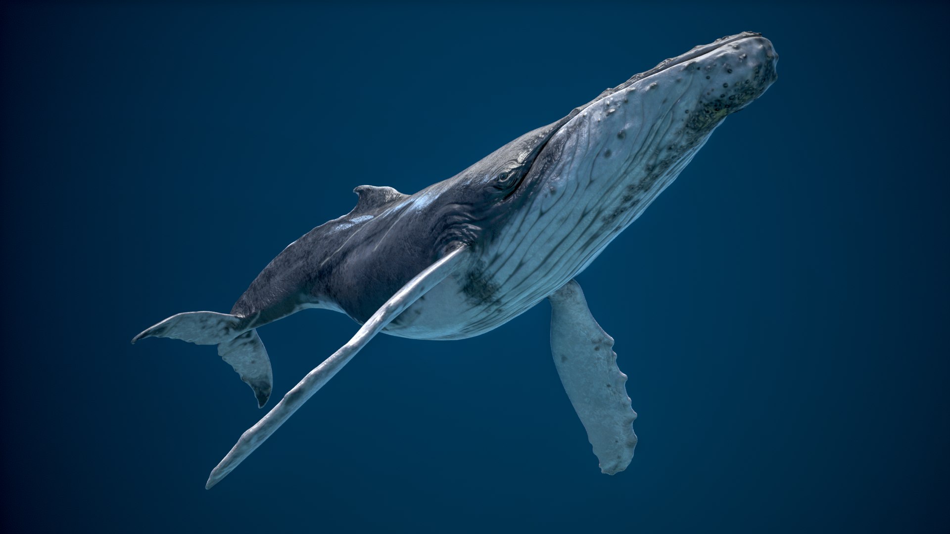 Humpback Whale Large Orca Rigged Animated 3D - TurboSquid 2329293