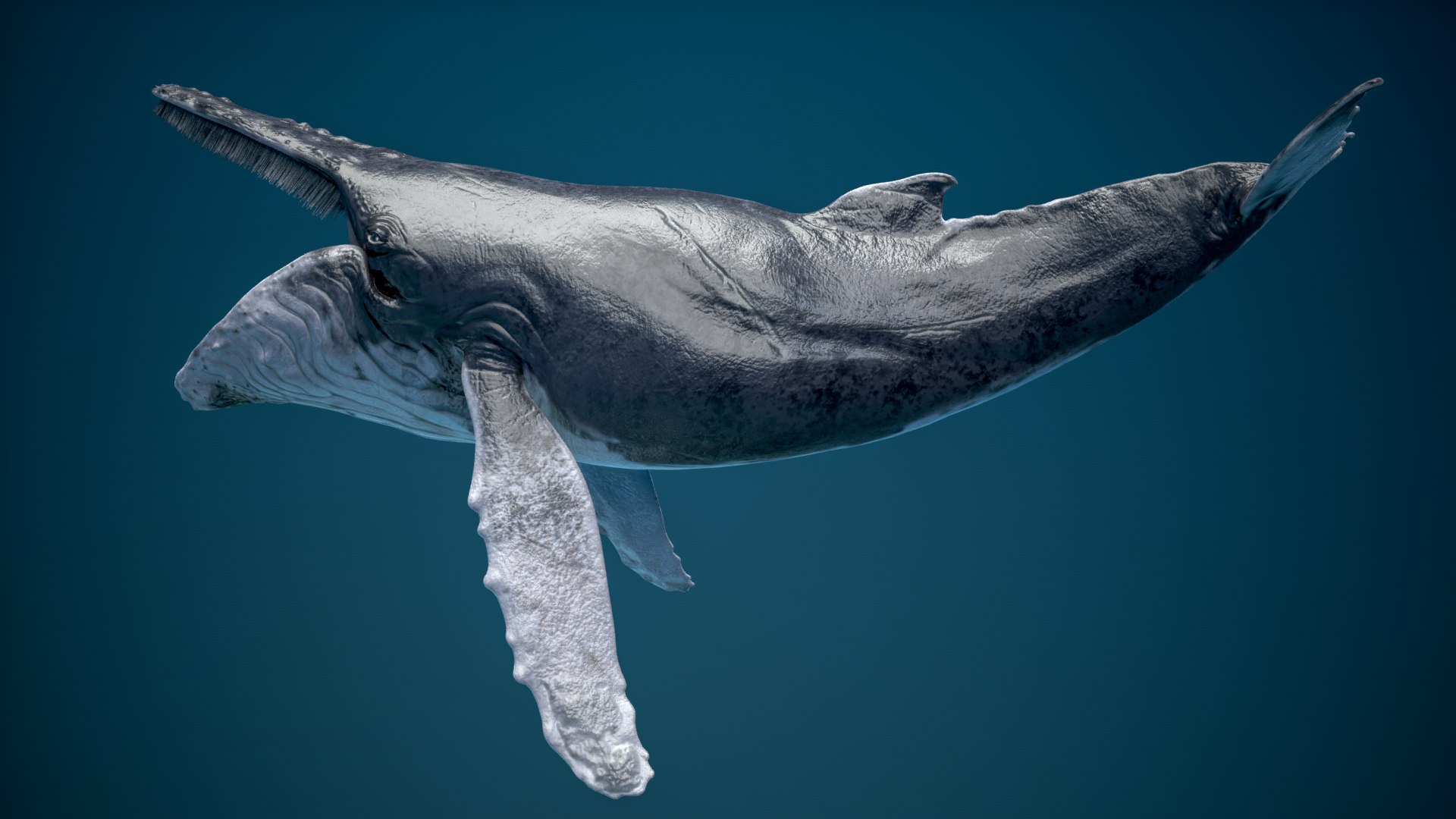Humpback Whale Large Orca Rigged Animated 3D - TurboSquid 2329293