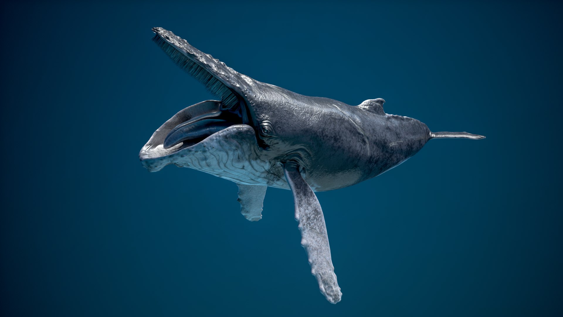 Humpback Whale Large Orca Rigged Animated 3D - TurboSquid 2329293