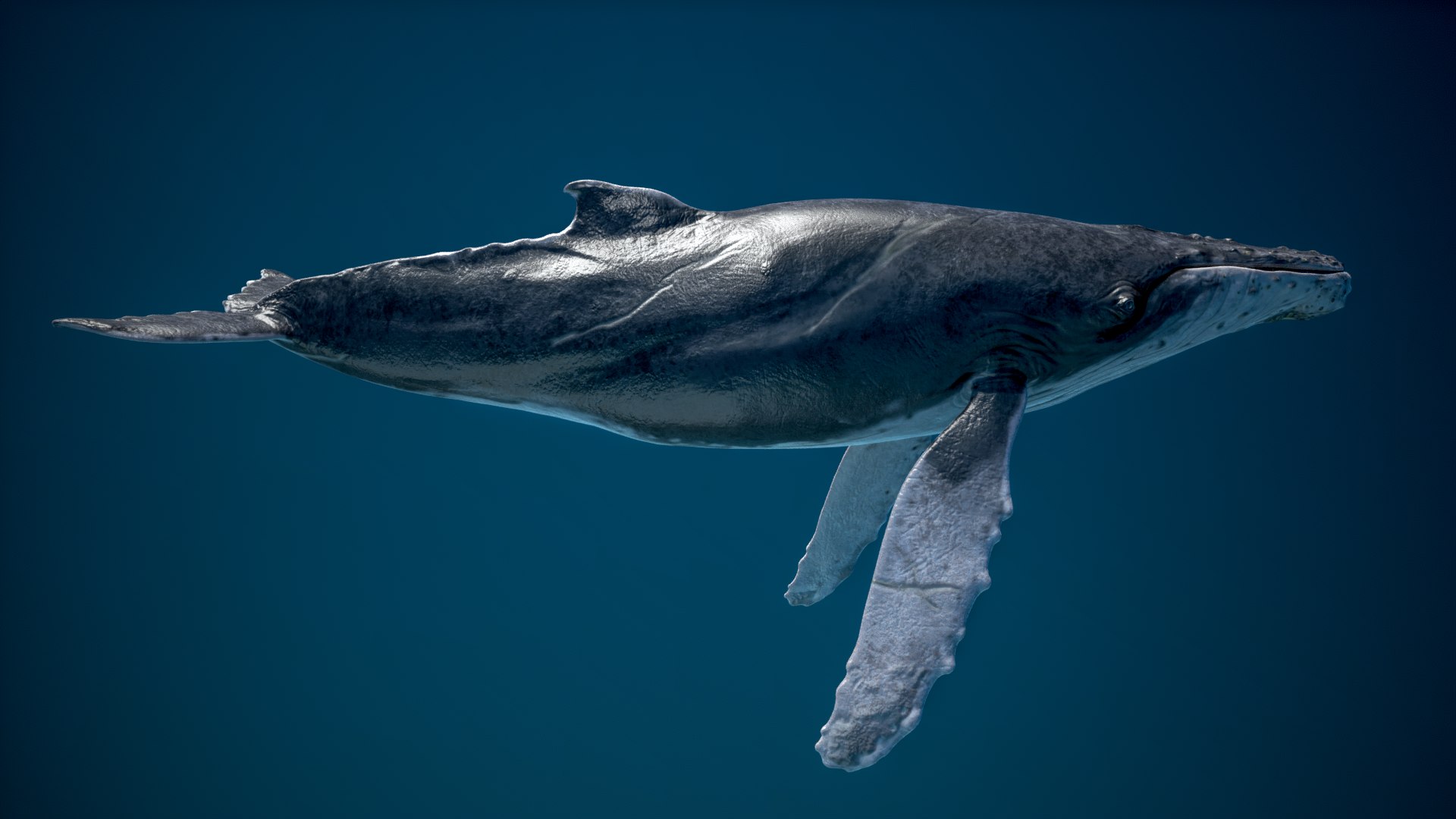 Humpback Whale Large Orca Rigged Animated 3D - TurboSquid 2329293